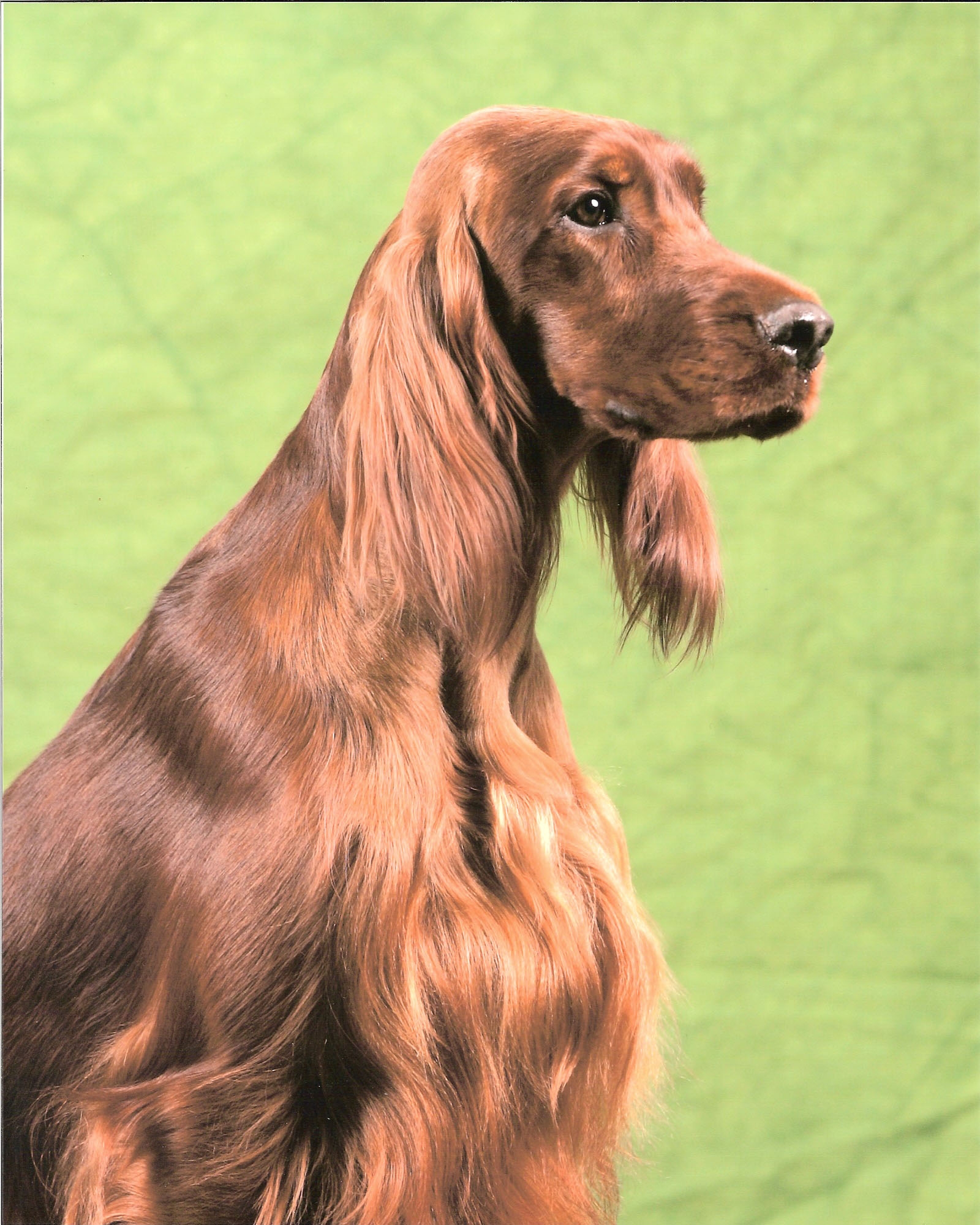 Portrait_AnamacaraMeAndMyShadow_profile – Anamacara Irish Setters