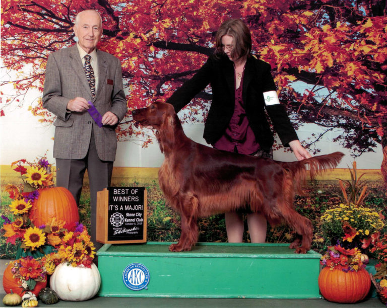 Our dogs – Anamacara Irish Setters